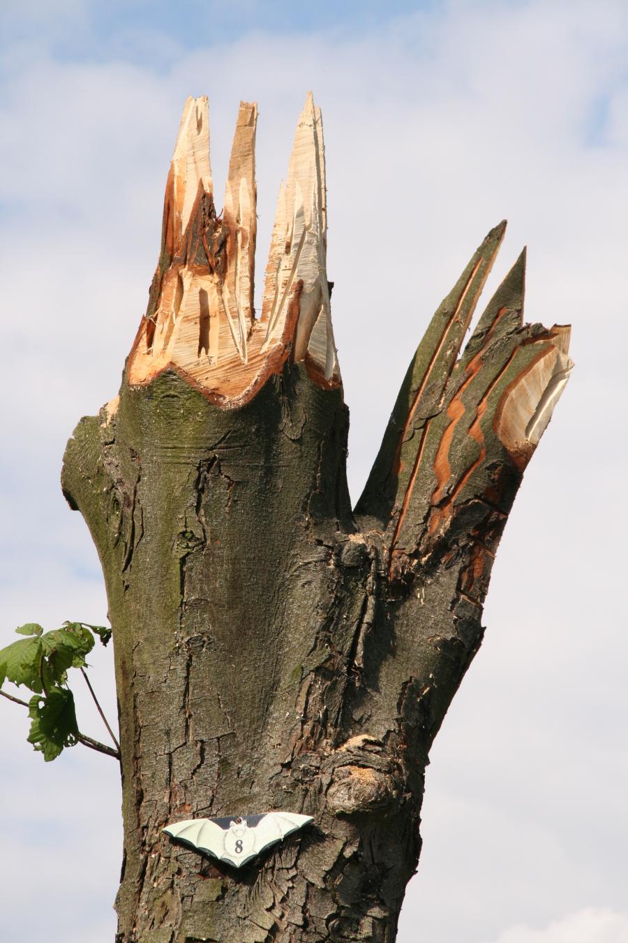 Veteran Tree Management